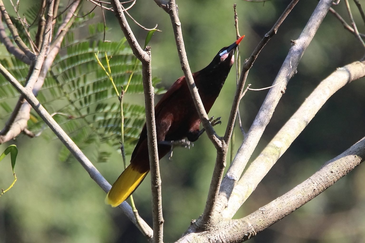 Those Wacky Oropendolas - 10,000 Birds
