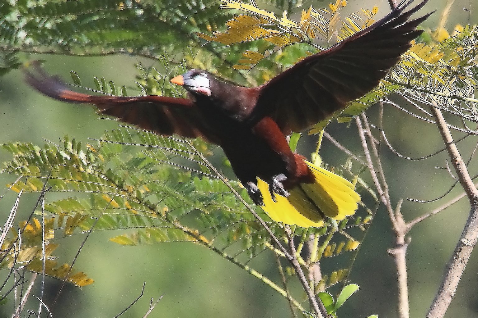 Those Wacky Oropendolas - 10,000 Birds