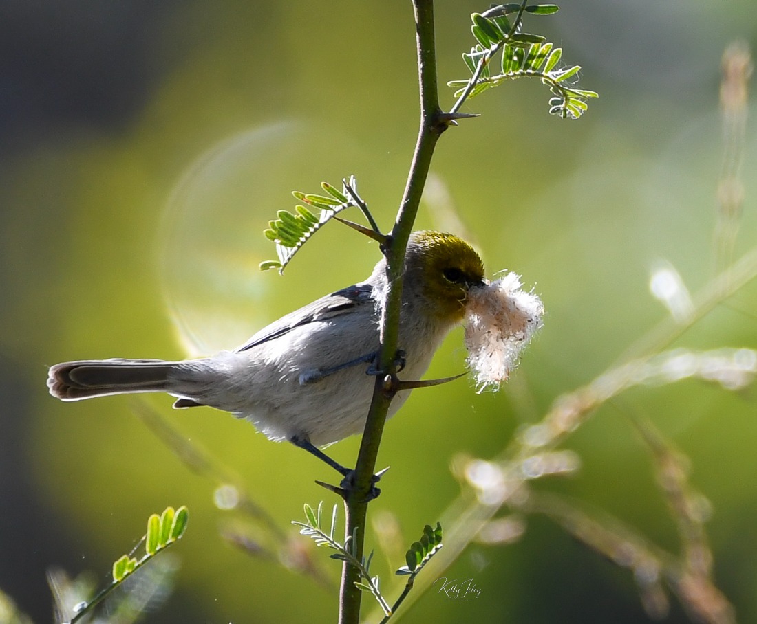 Species Spotlight: The Verdin’s Desert World - 10,000 Birds