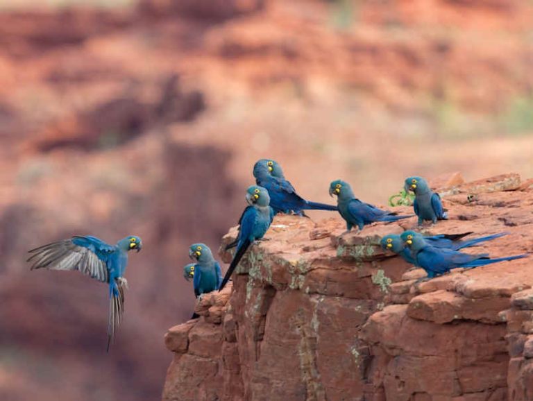 Northeast Brazil - Profile for Birders - 10,000 Birds