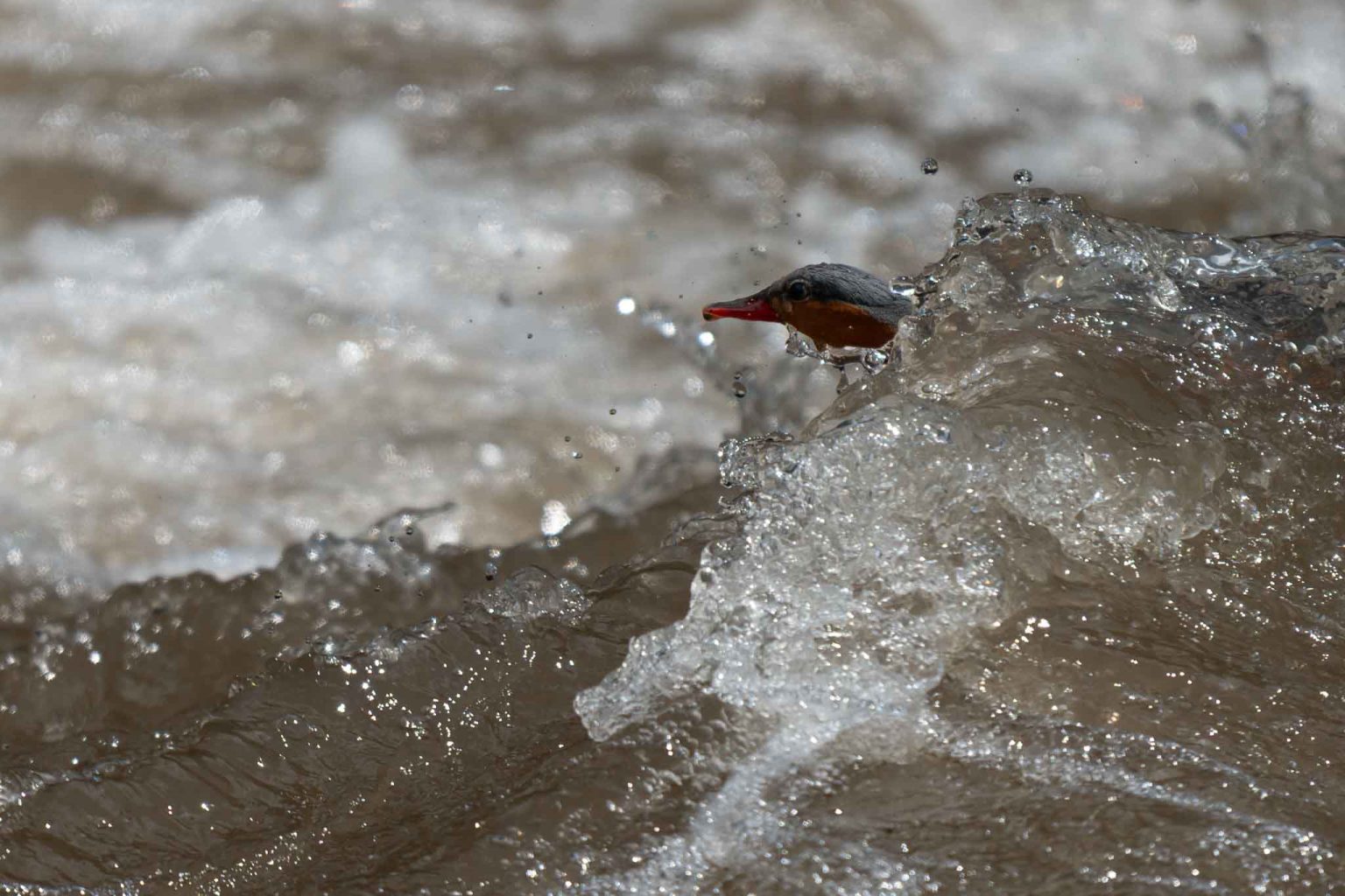Torrent Ducks at the Intag Valley in Ecuador - 10,000 Birds