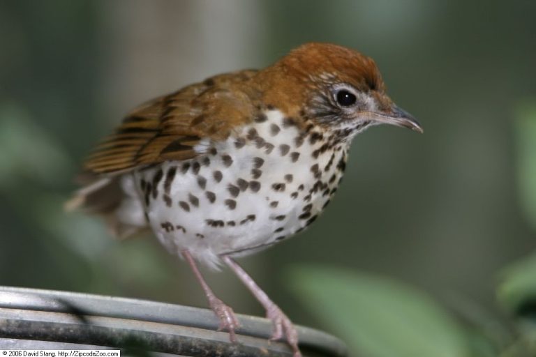 Wood Thrush - A Poem - 10,000 Birds