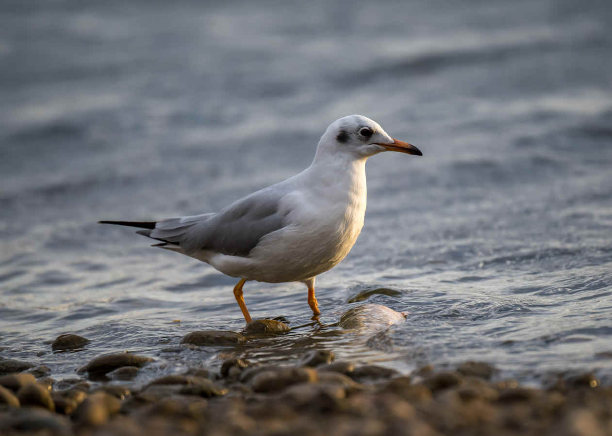 Six Mildly Cynical Reasons to Enjoy Birdwatching - 10,000 Birds