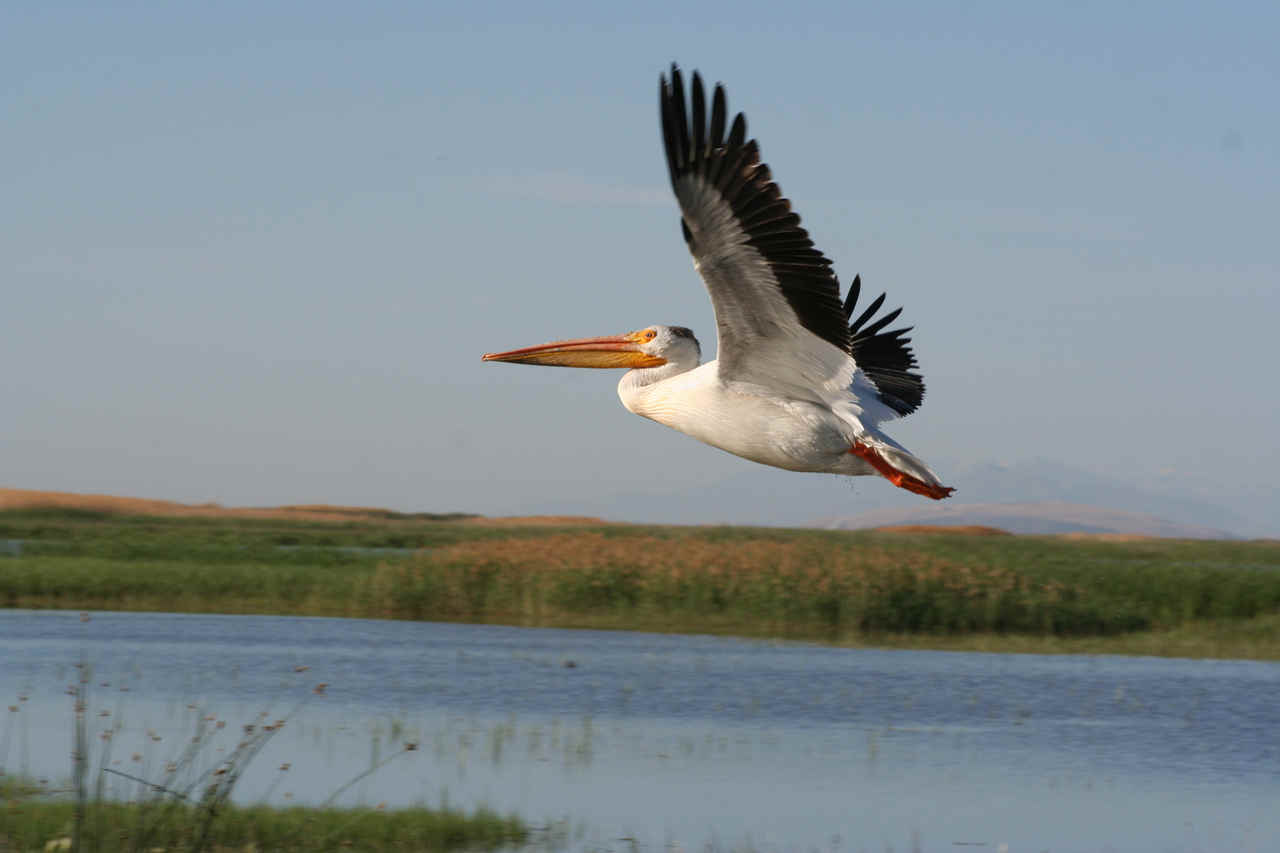 One Island, Ten Thousand Pelicans, and a Lake Running Out of Time ...