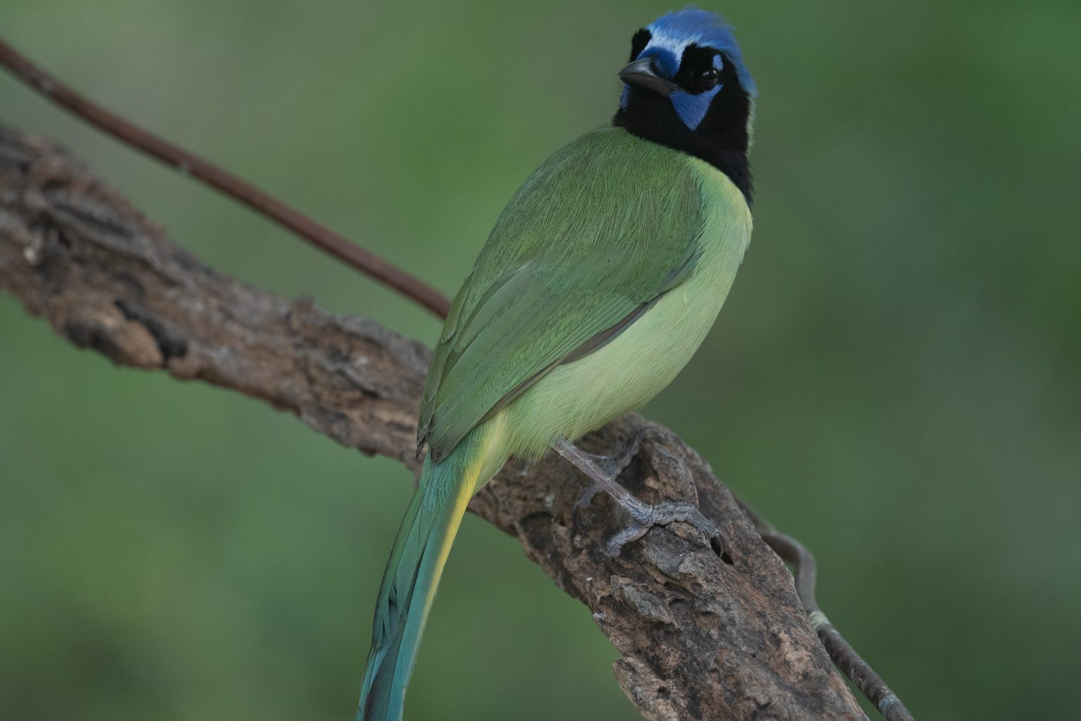 Spring in the Rio Grande Valley - 10,000 Birds