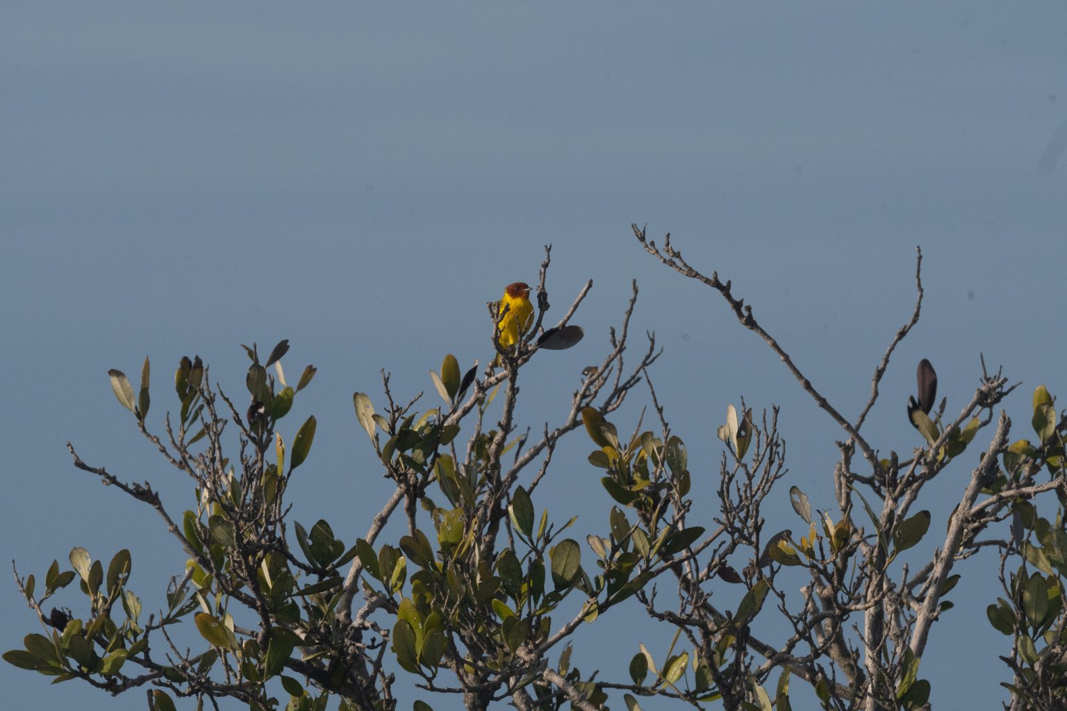 Spring in the Rio Grande Valley - 10,000 Birds