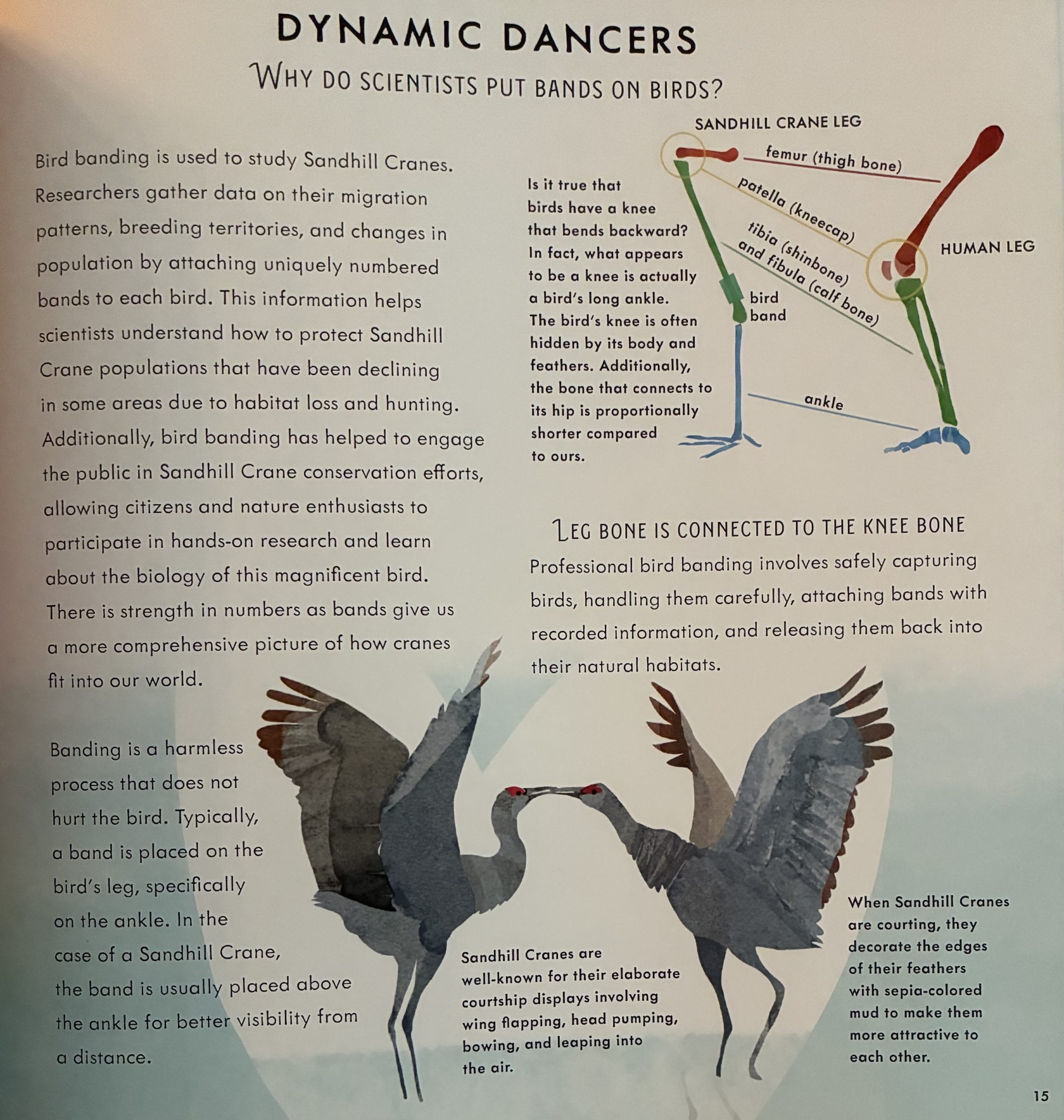 Light as a Feather: A KidLit Bird Book Review - 10,000 Birds