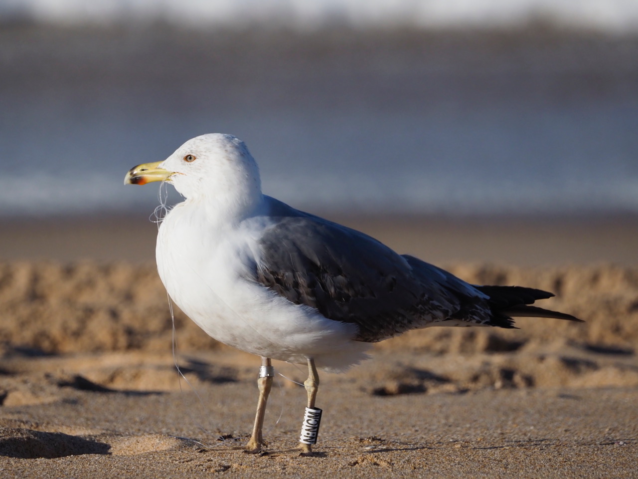 What the rings reveal - 10,000 Birds