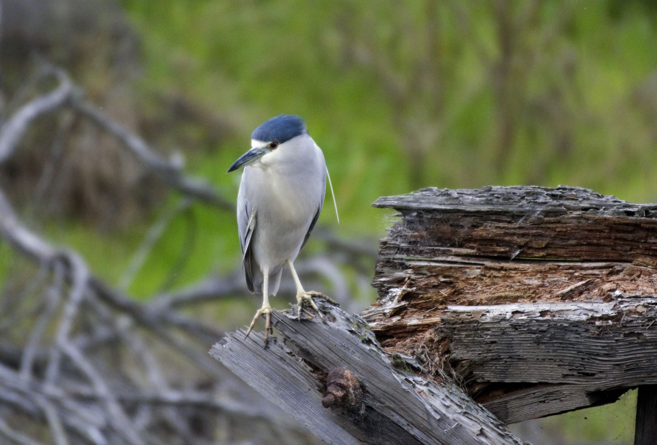 Urban Birding in San Diego - 10,000 Birds