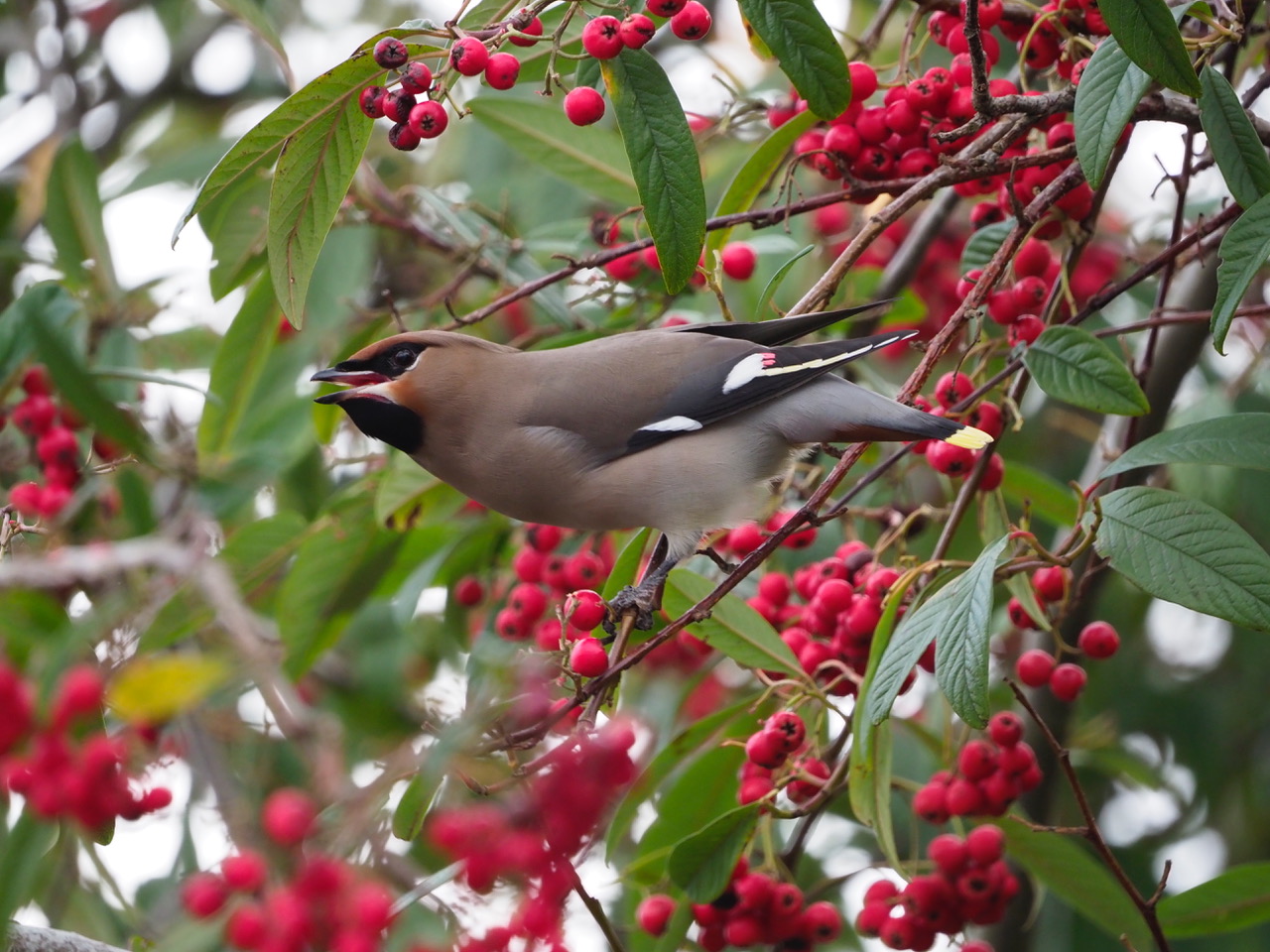 My Year so Far - Modest but Satisfactory - 10,000 Birds