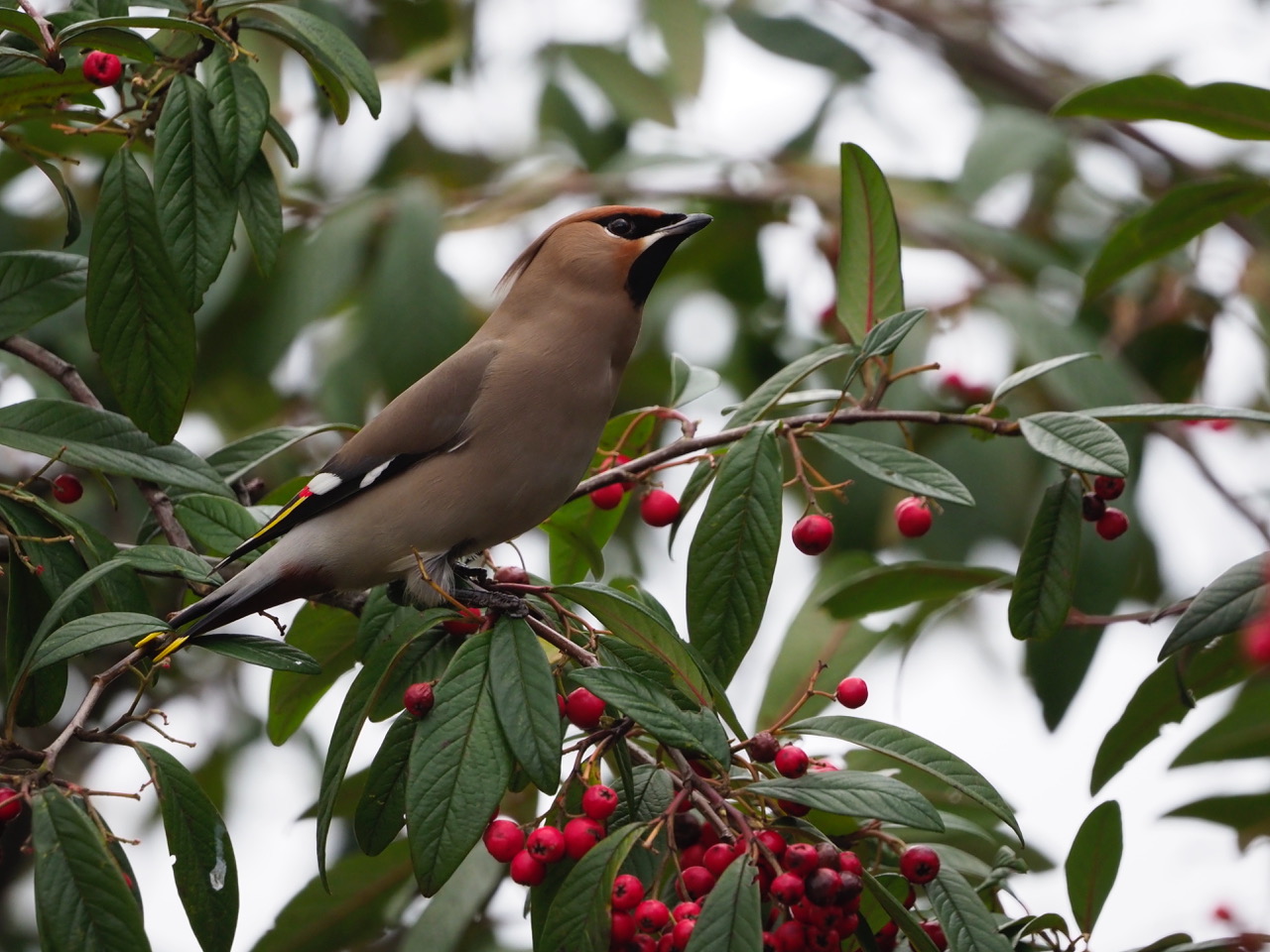 Celebrating a Waxwing Winter - 10,000 Birds