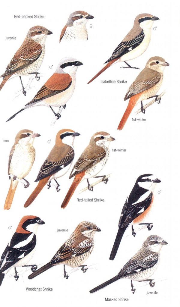 “Birds of Cyprus” field guide review - 10,000 Birds