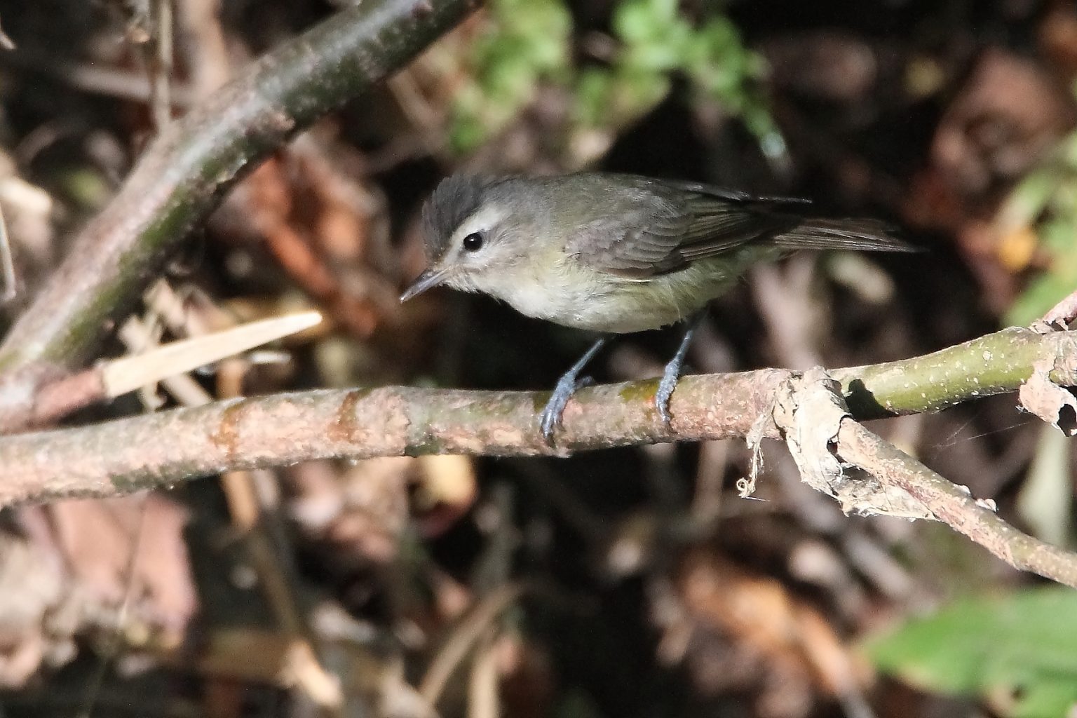 Close to Home - 10,000 Birds