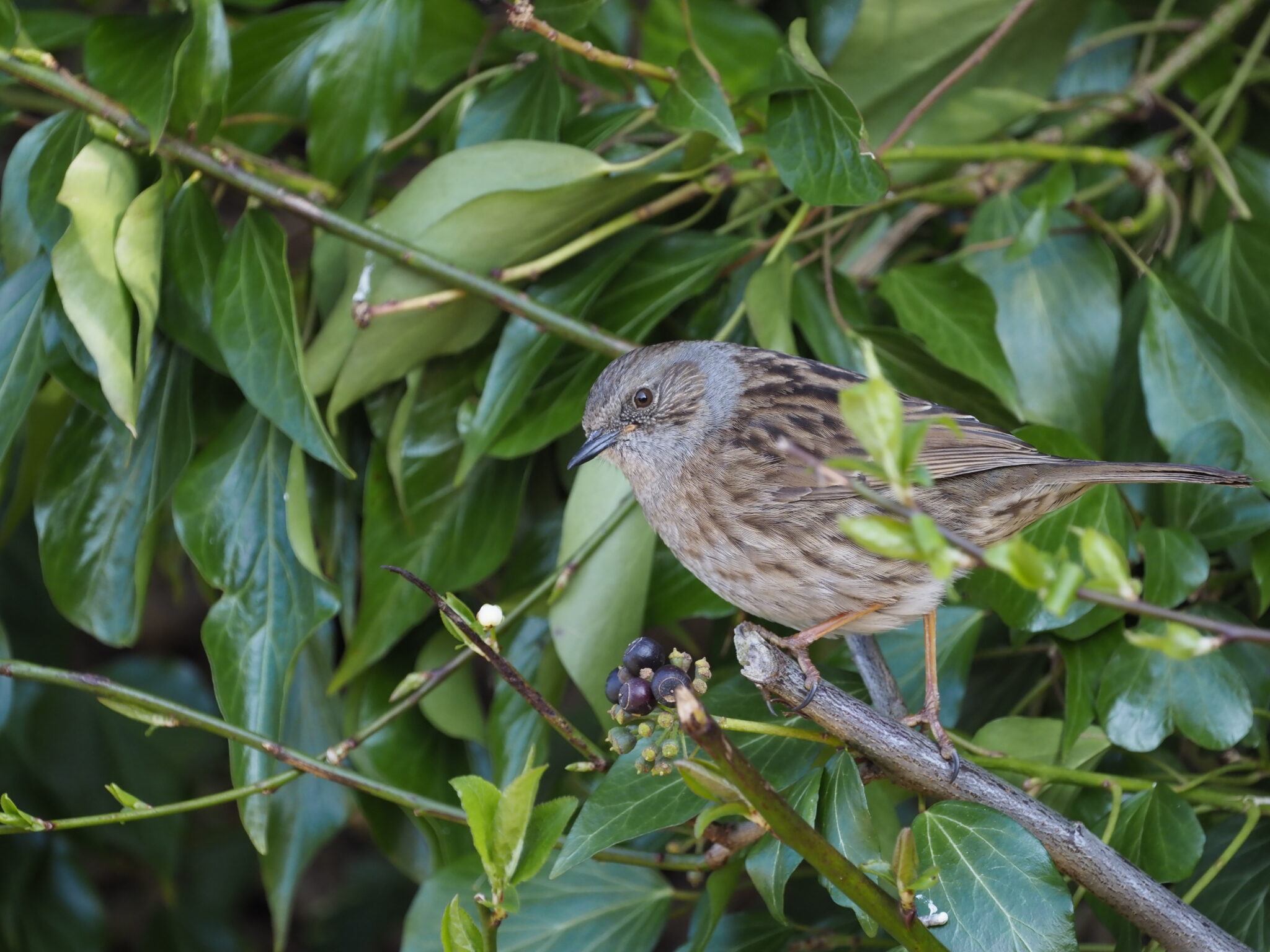 Birding Tradition: the New Year’s Day List - 10,000 Birds