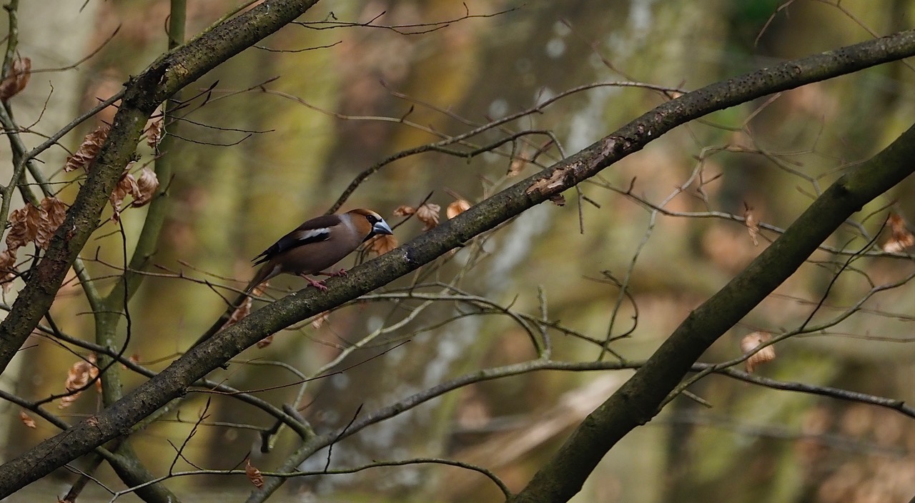 My Year so Far - Modest but Satisfactory - 10,000 Birds