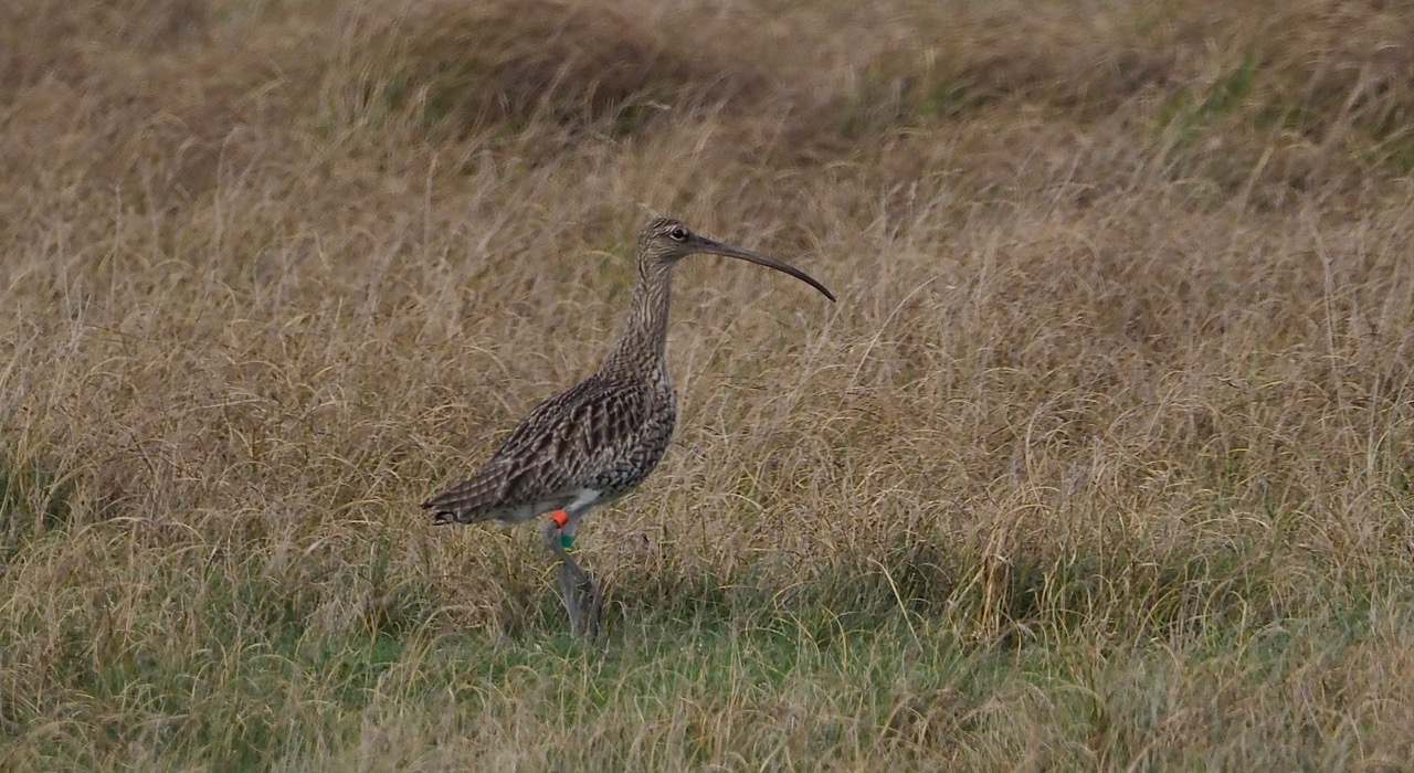 The Cry of the Curlew - 10,000 Birds