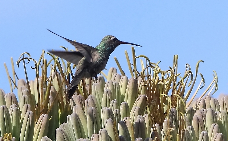 Agave Honey - 10,000 Birds