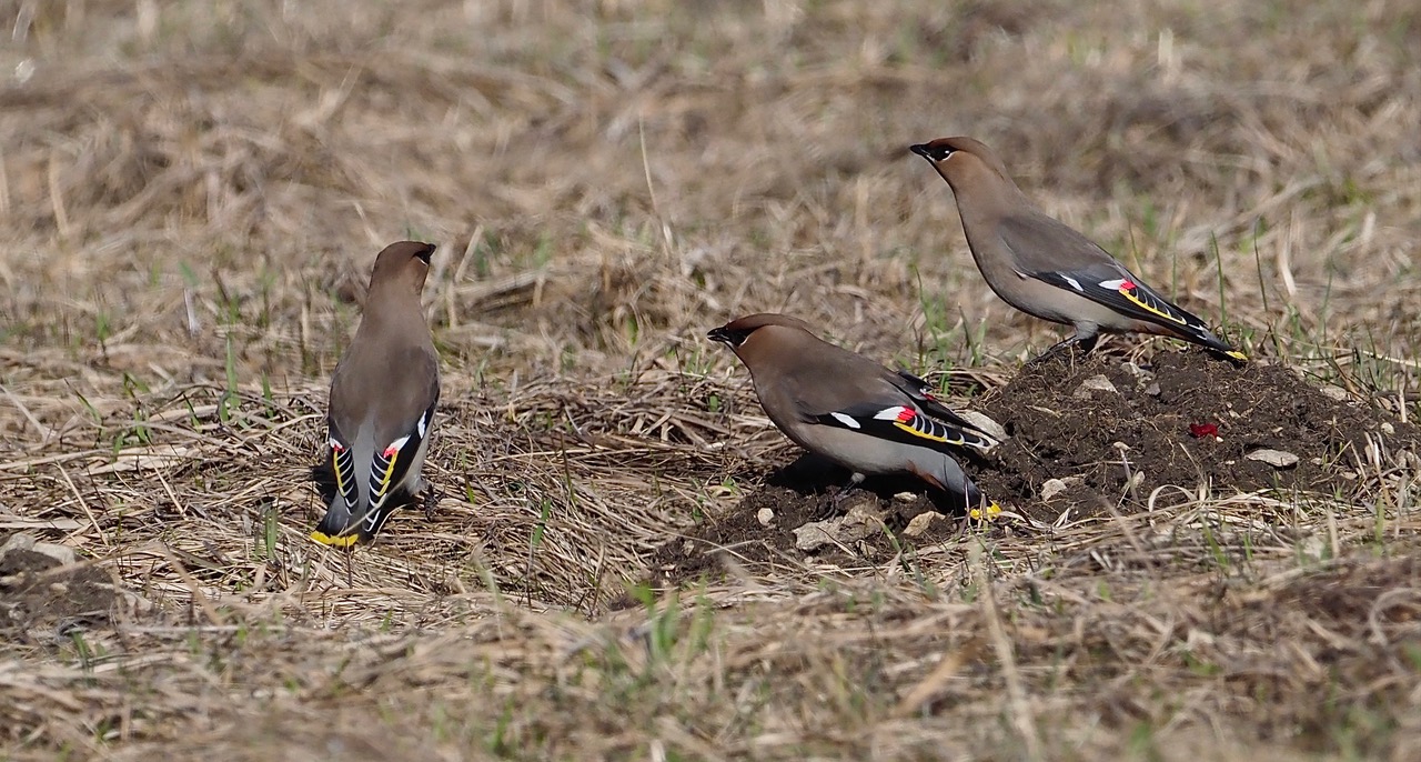 Celebrating a Waxwing Winter - 10,000 Birds