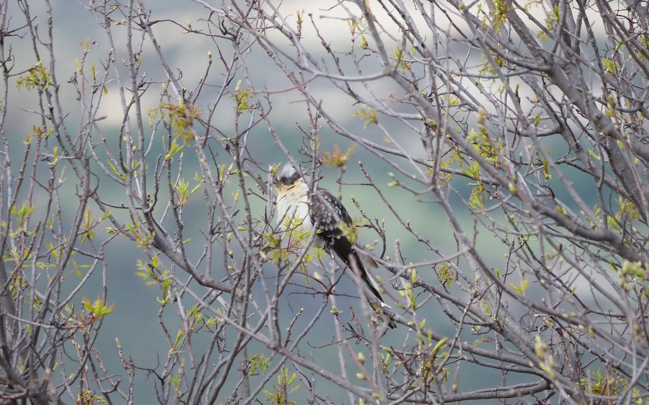 Cyprus Delights - Part III - 10,000 Birds