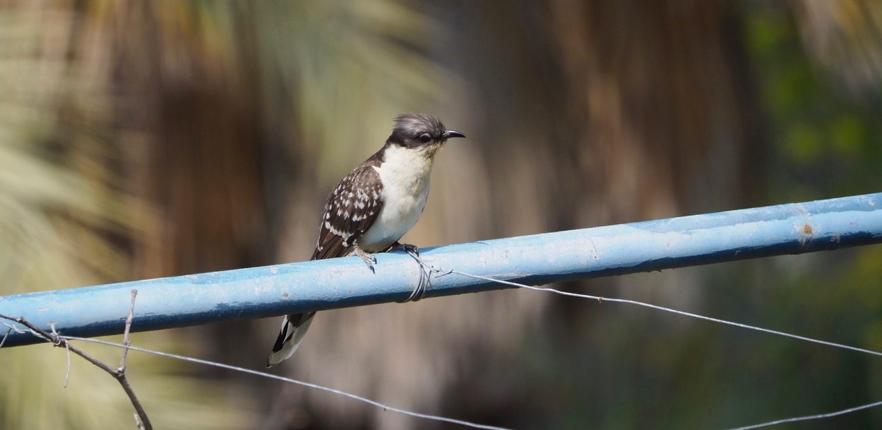Cyprus Delights - Part III - 10,000 Birds
