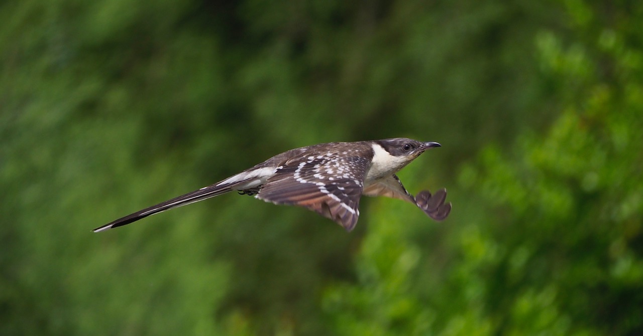Cyprus Delights - Part III - 10,000 Birds