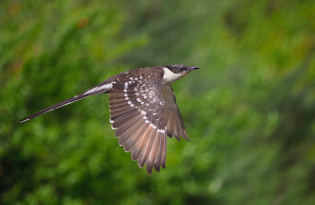 Cyprus Delights - Part III - 10,000 Birds