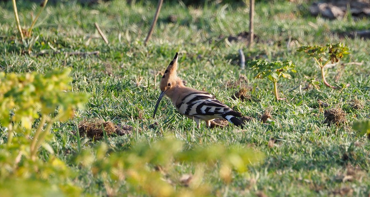 Cypriot Delights: Part I - 10,000 Birds