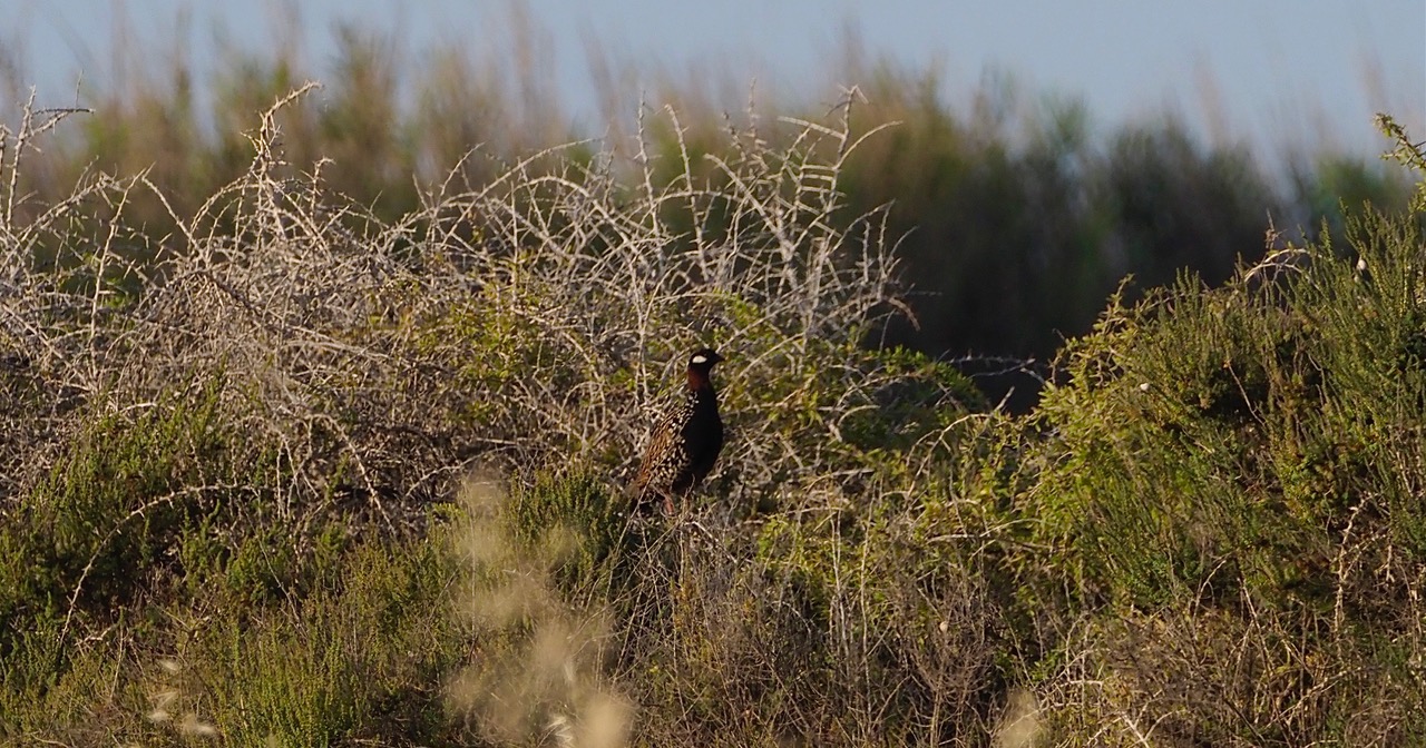 Cypriot Delights: Part I - 10,000 Birds