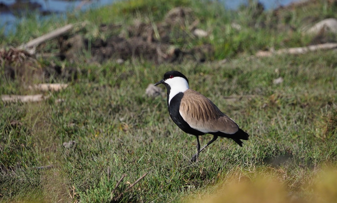 Cypriot Delights: Part I - 10,000 Birds