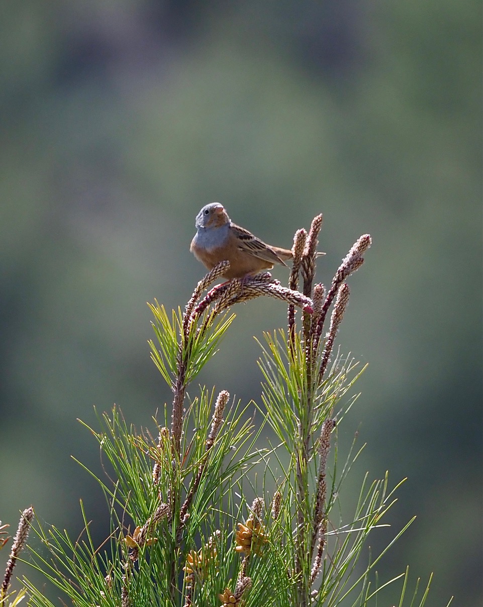 Cyprus Delights - Part III - 10,000 Birds