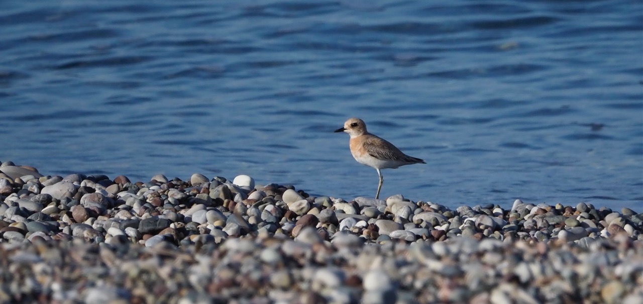 Cyprus Delights - Part II - 10,000 Birds