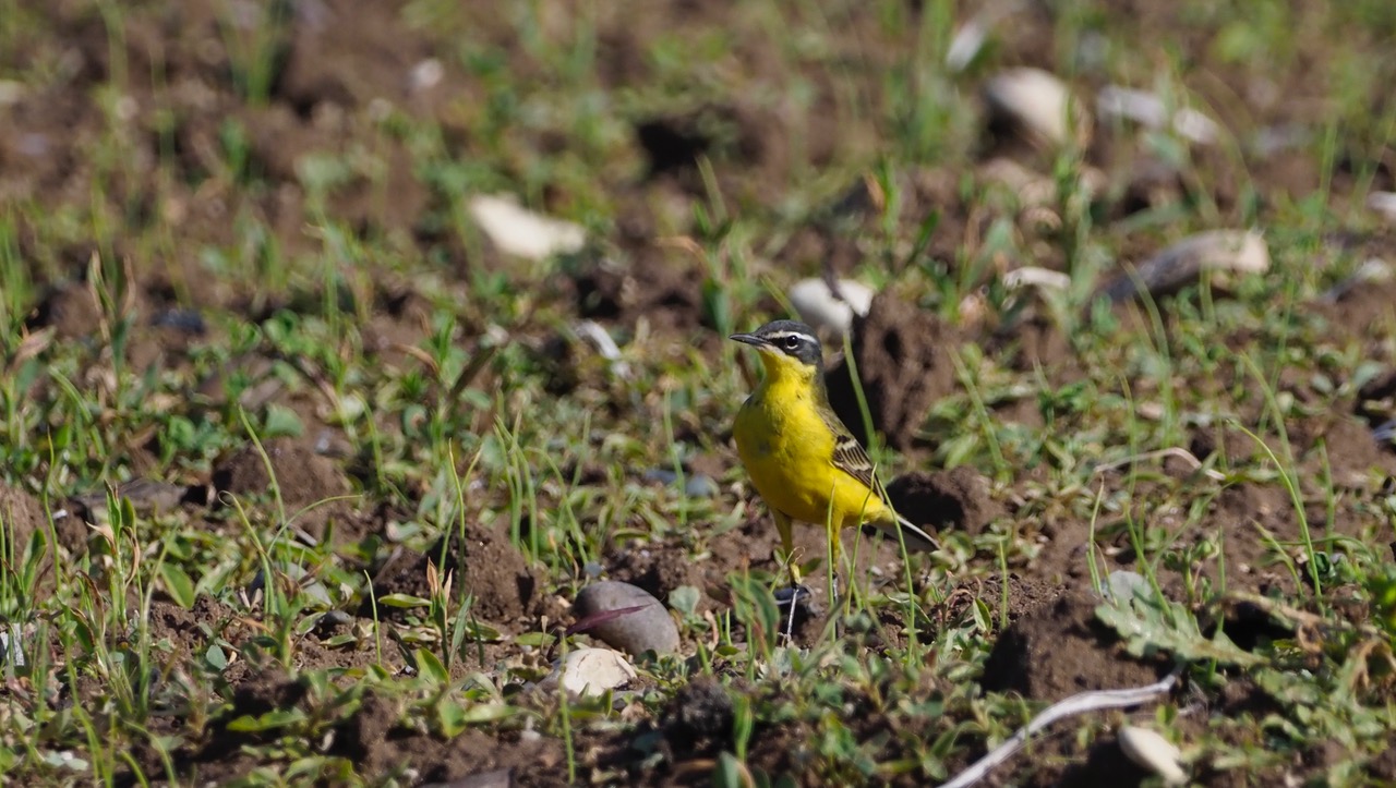 Cyprus Delights - Part II - 10,000 Birds