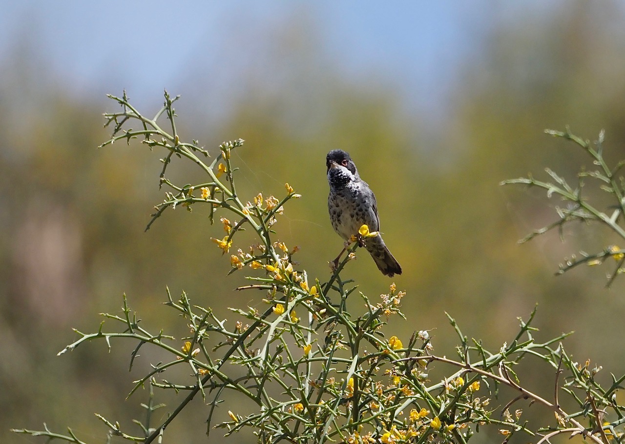 Cypriot Delights: Part I - 10,000 Birds