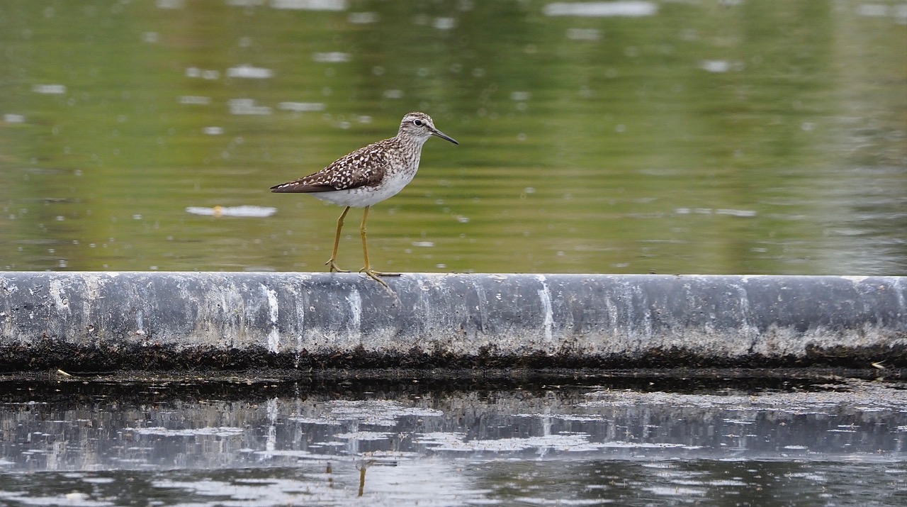 Cyprus Delights - Part II - 10,000 Birds