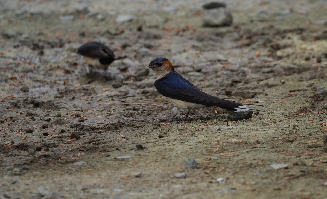 Cyprus Delights - Part III - 10,000 Birds