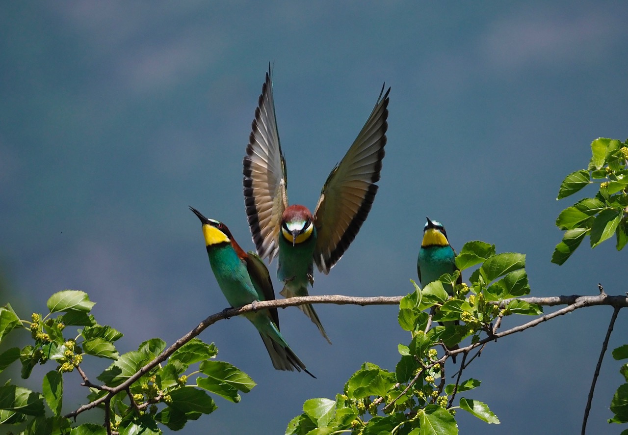 A Bee-eater Summer? - 10,000 Birds