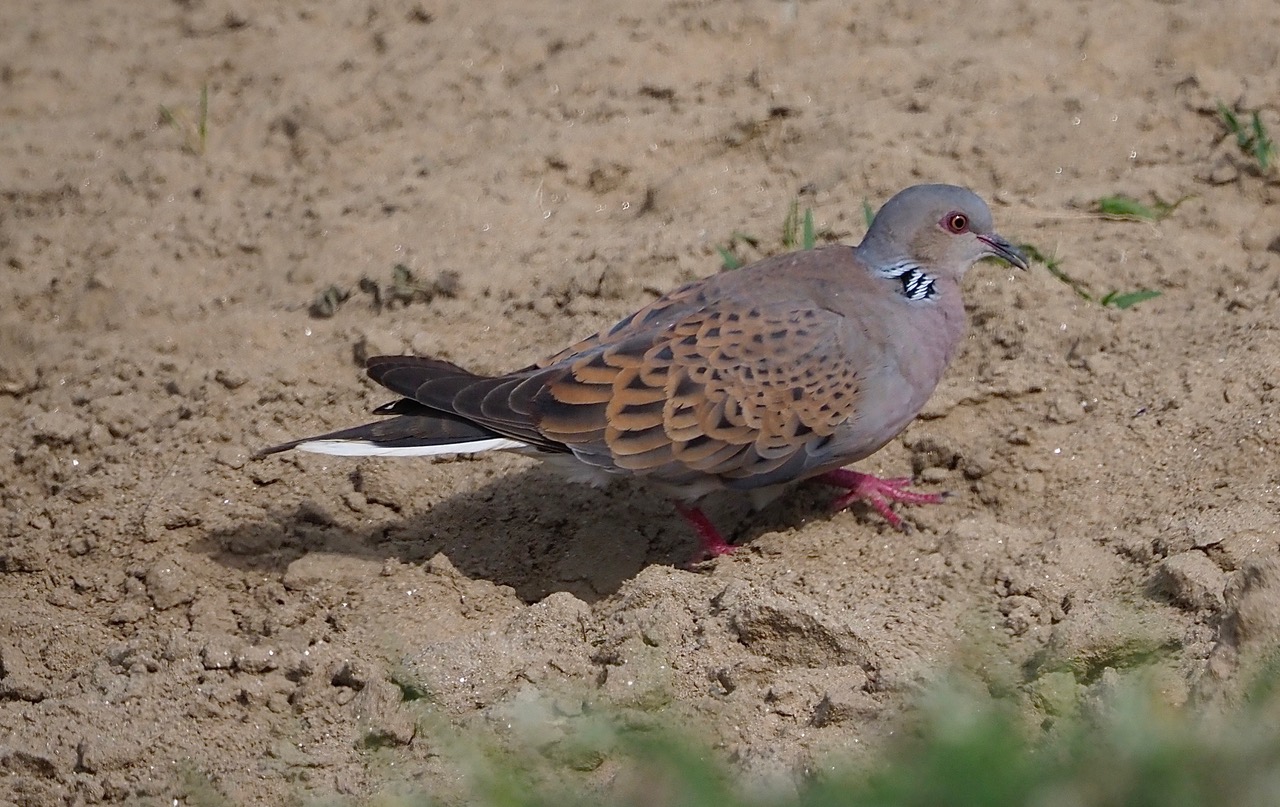 The Magic of Kerkini in May - 10,000 Birds