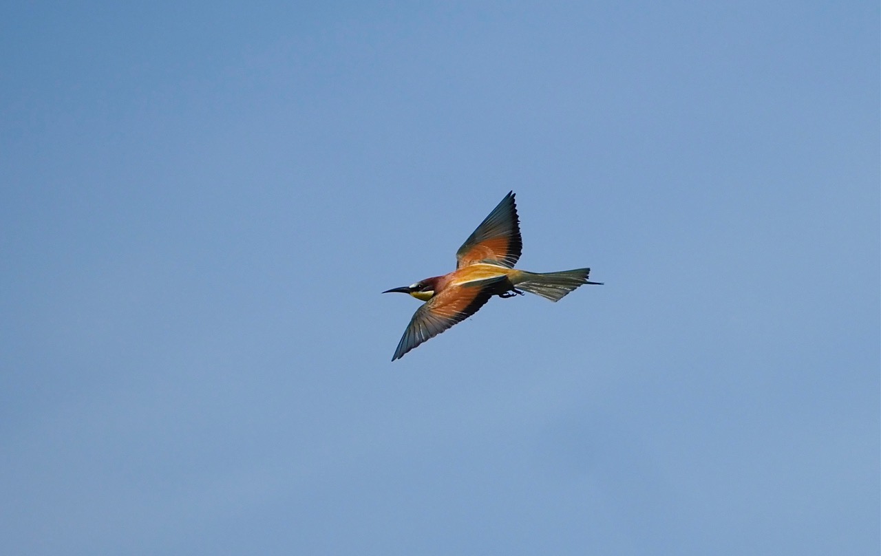 The Magic of Kerkini in May - 10,000 Birds