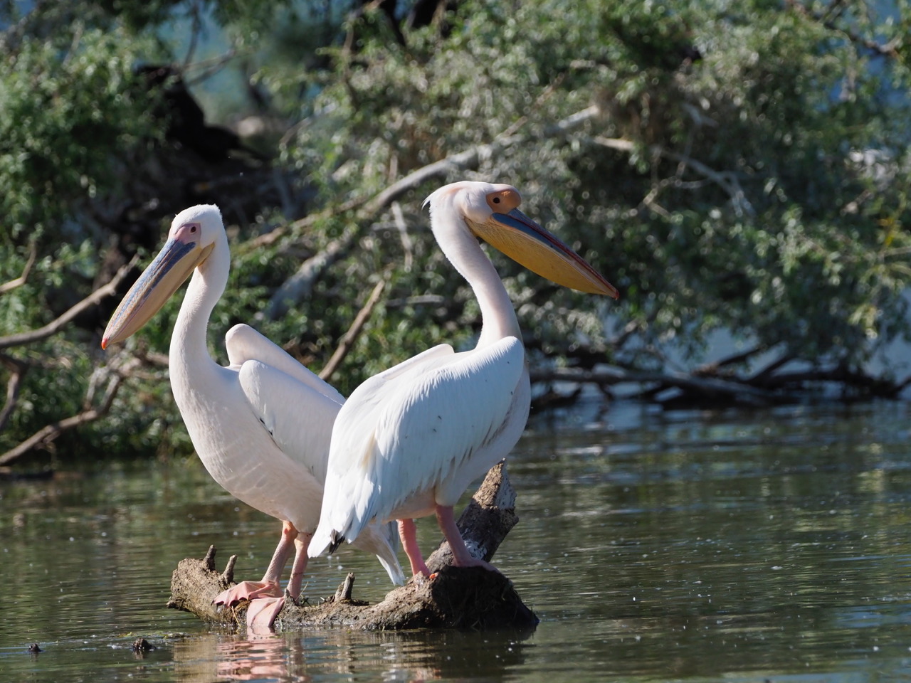Kerkini: Europe’s Best Bird Lake? - 10,000 Birds