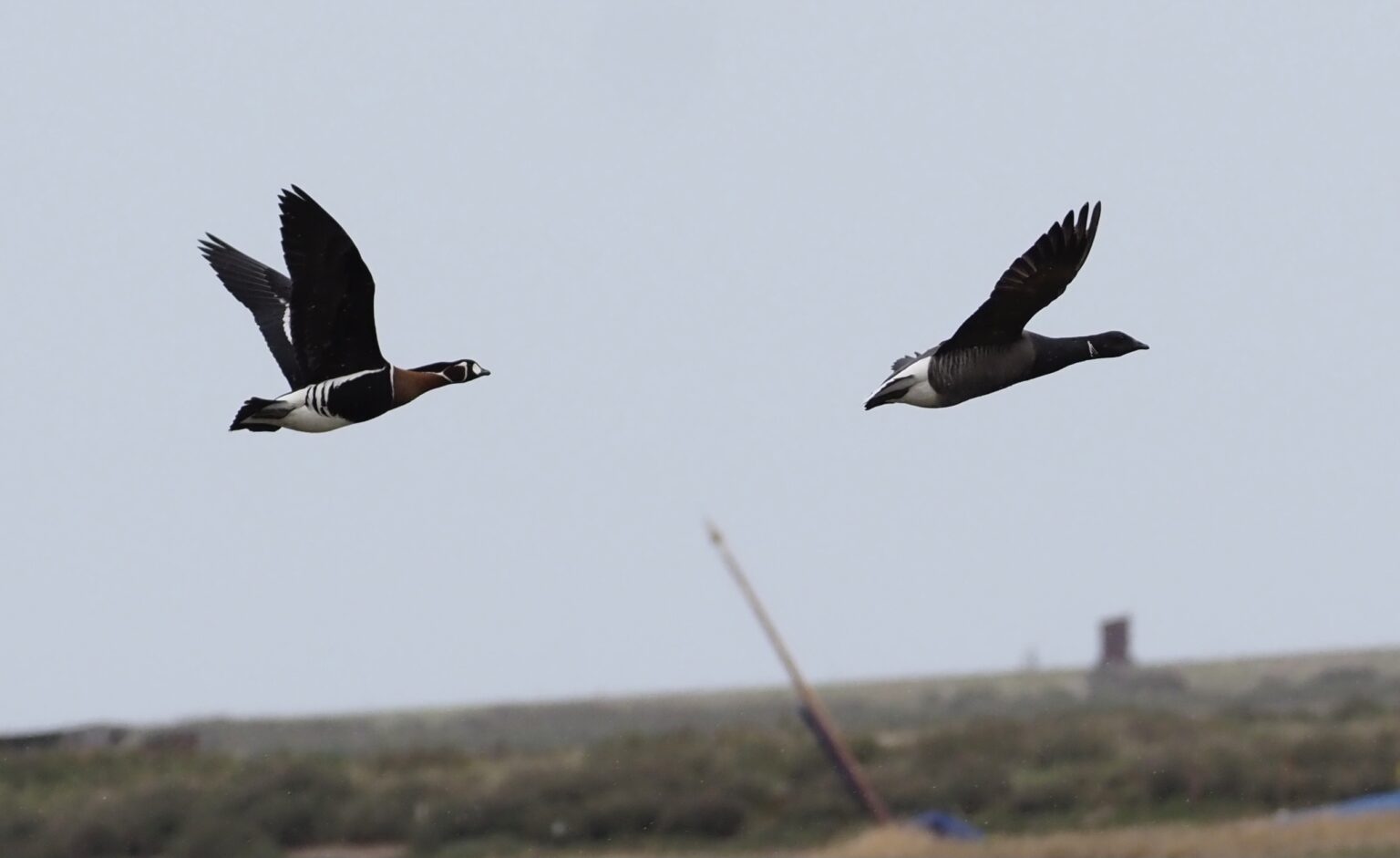 The World’s Most Beautiful Goose? - 10,000 Birds