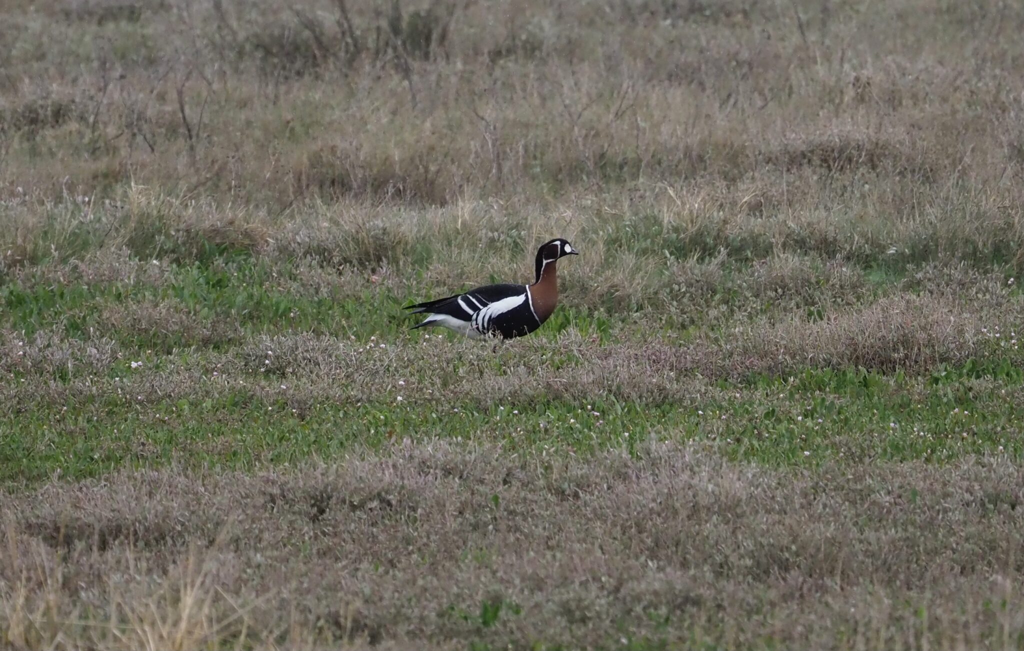 The World’s Most Beautiful Goose? - 10,000 Birds