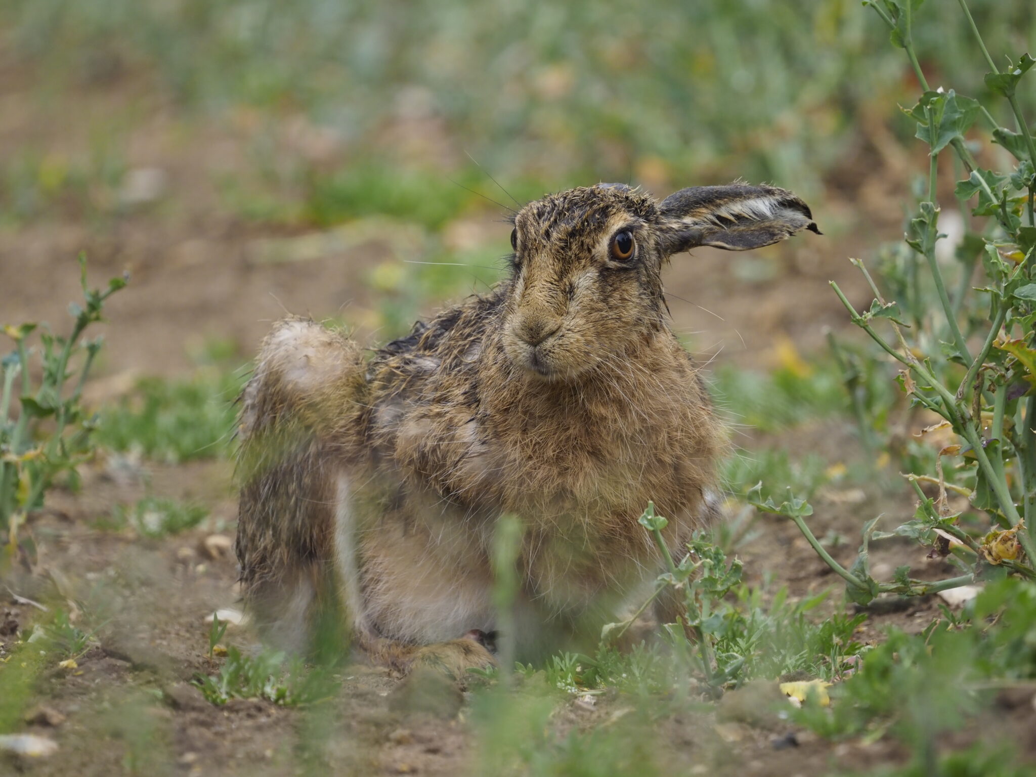 Fur and Fangs rather than Feathers and Beaks - 10,000 Birds