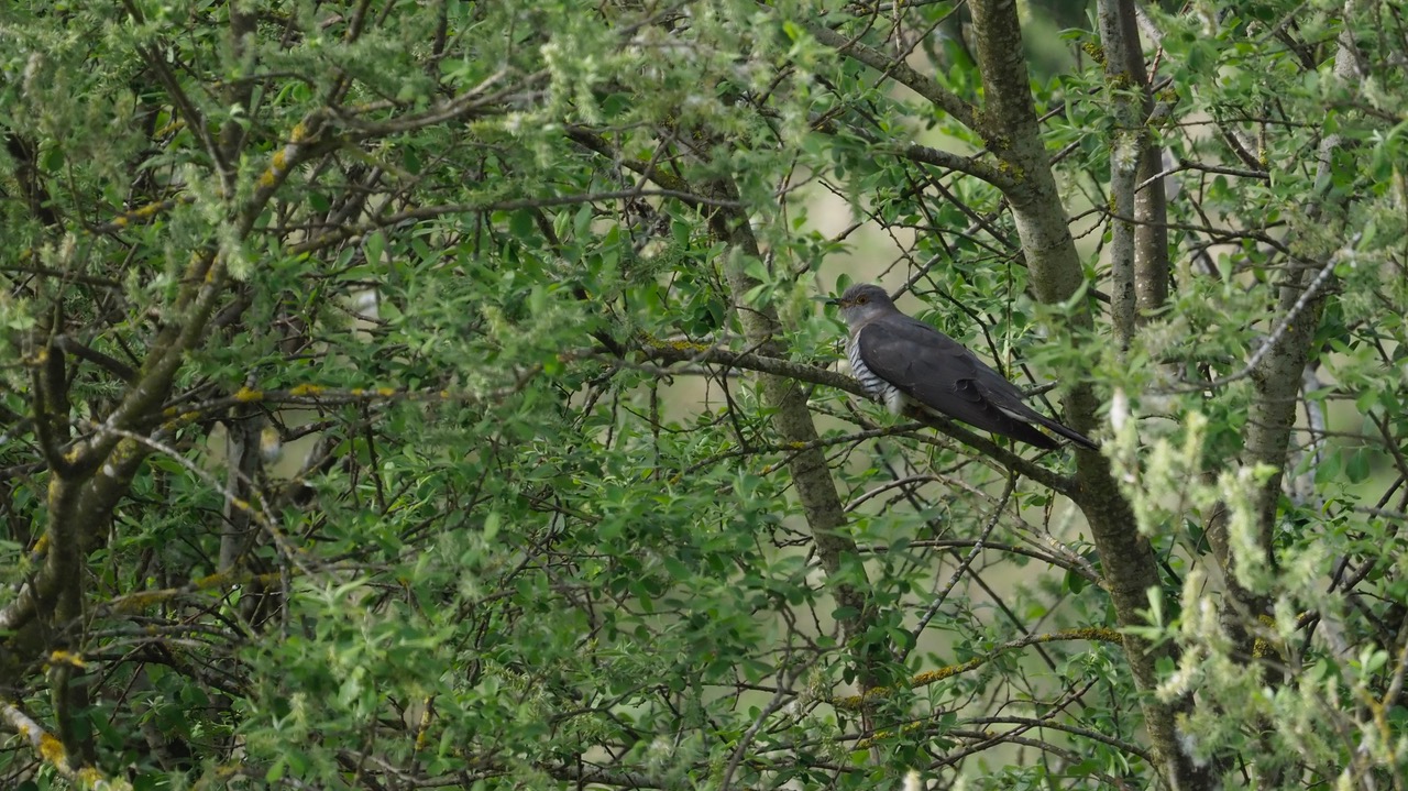 Cyprus Delights - Part III - 10,000 Birds