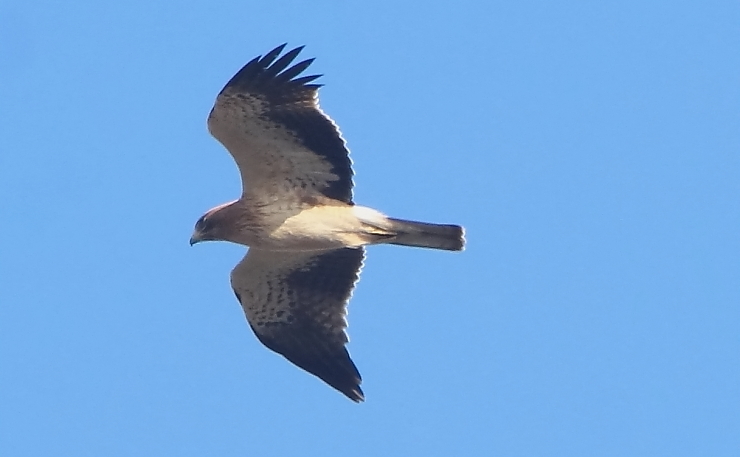 Birding Cazalla Soaring Bird Observatory - 10,000 Birds