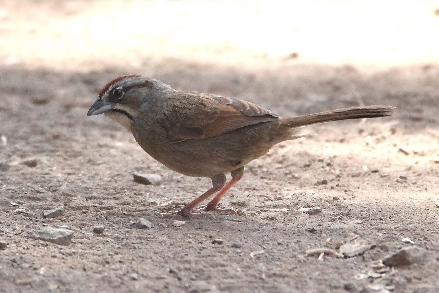 Close to Home - 10,000 Birds