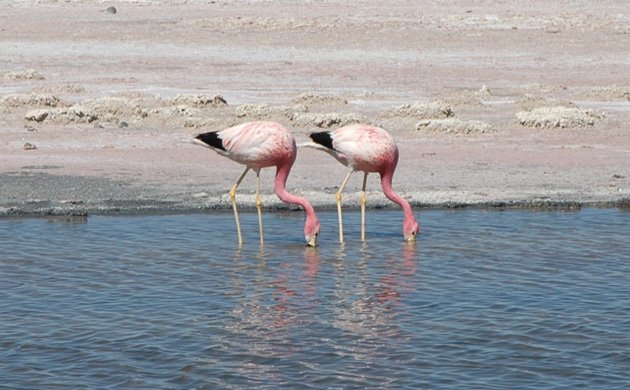 The Endangered Andean Flamingo - 10,000 Birds