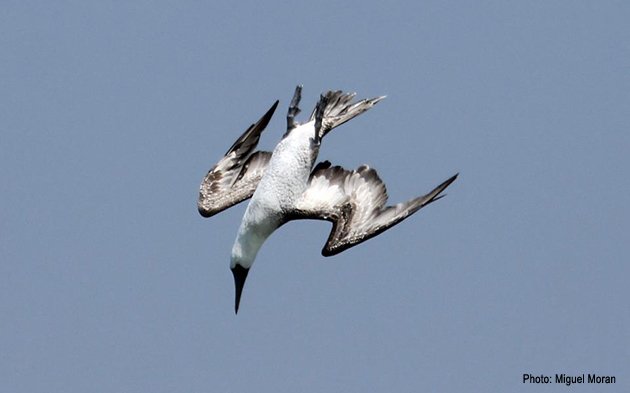 Well Adapted for a Plunge-diving Lifestyle - 10,000 Birds