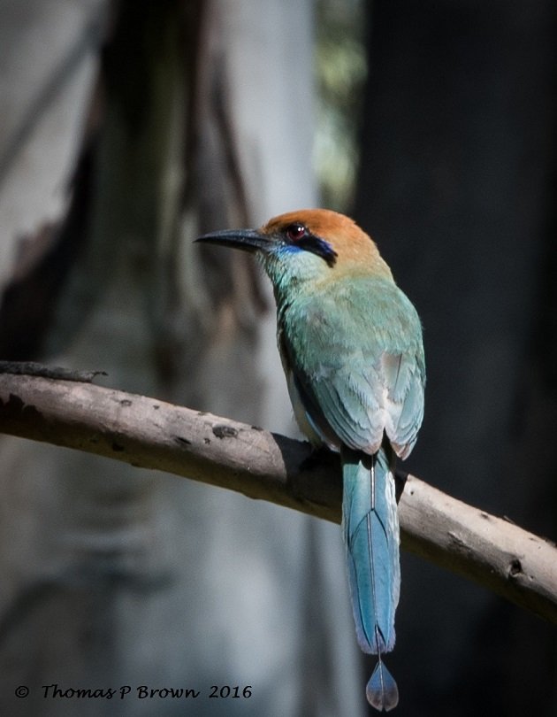 The tail of the Motmot - 10,000 Birds
