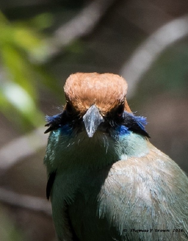 The tail of the Motmot - 10,000 Birds