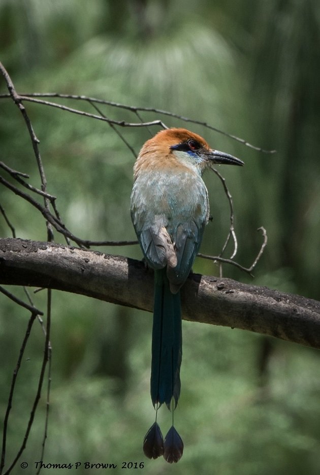 The tail of the Motmot - 10,000 Birds